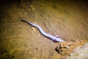 Descubre la misteriosa especie del Proteus Anguinus