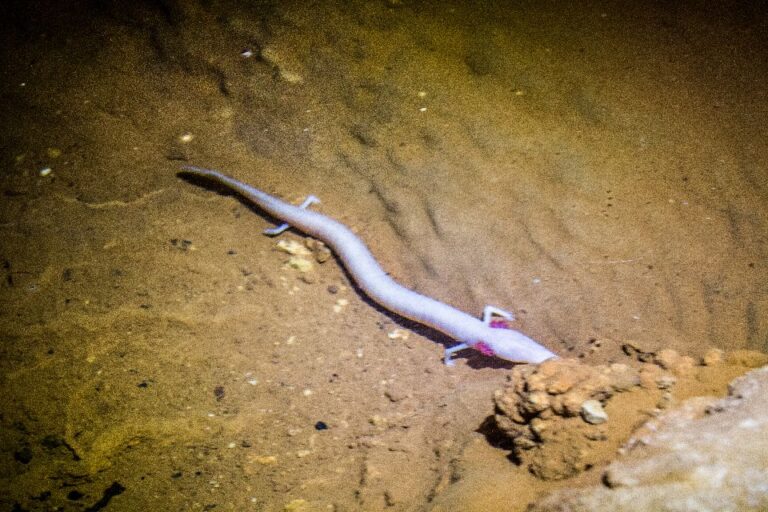 Descubre la misteriosa especie del Proteus Anguinus