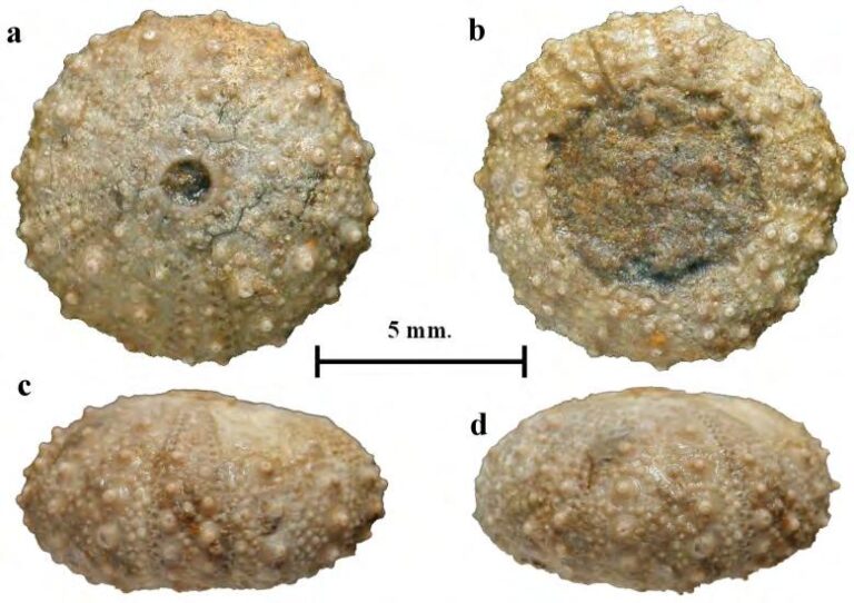 Descubre la Uvala: Formación Geomorfológica Fascinante
