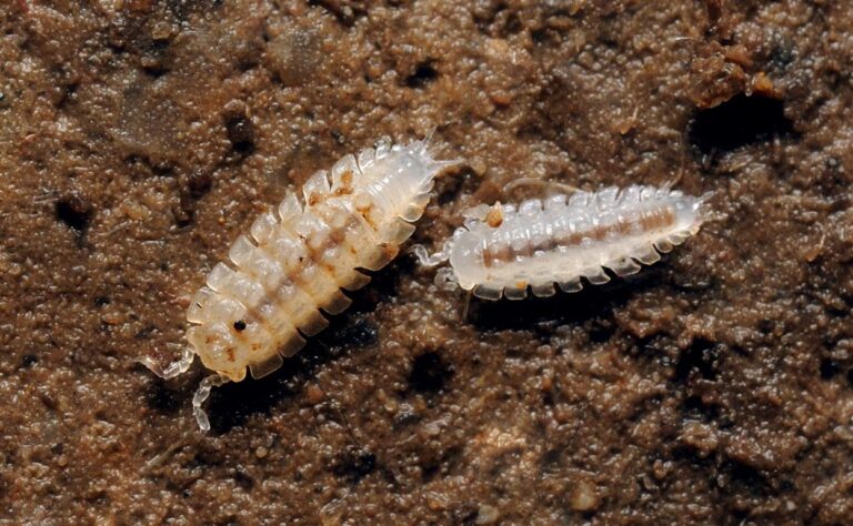 Descubre las fascinantes especies de animales troglobios en el mundo